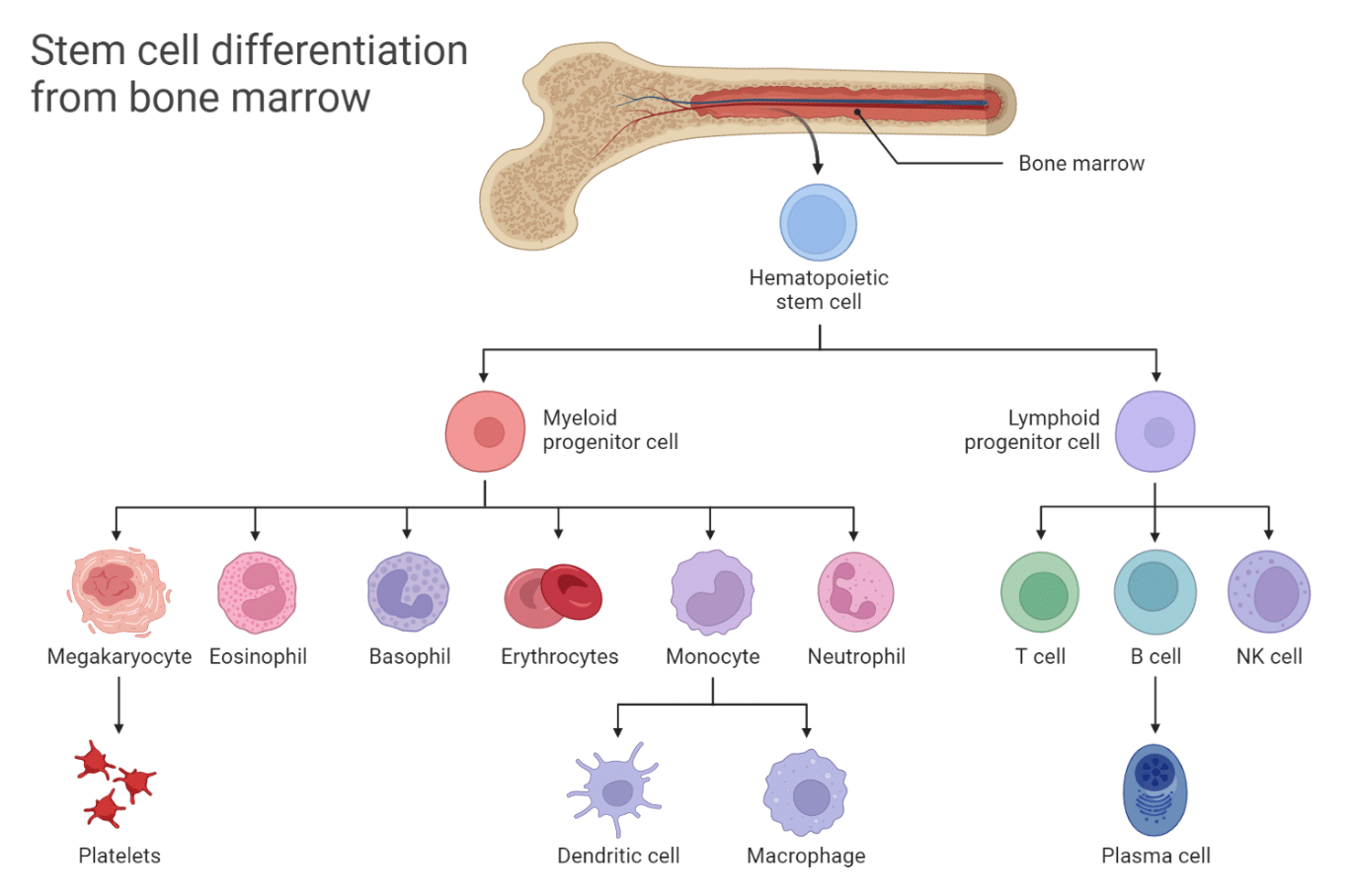 Immune system-reconstituted models for immuno-oncology research: Applications of CD34+ humanized ...