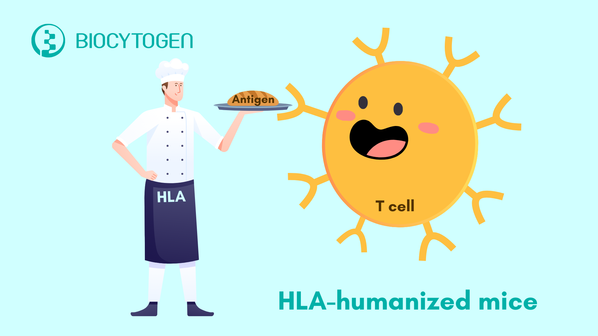 How HLA Humanized Mice Are Transforming Preclinical Research and ...