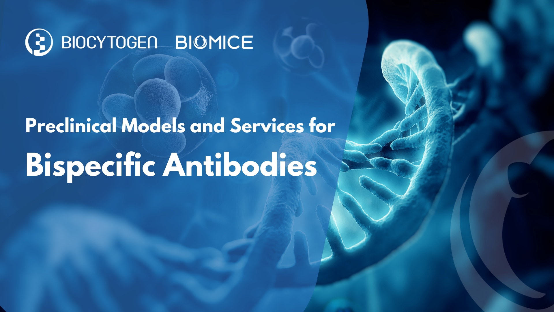 Bispecific Antibodies: Bridging the Next Generation of Therapeutic ...