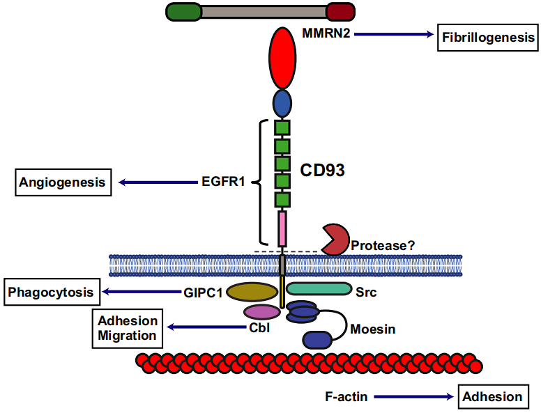 CD93，一颗冉冉升起的新星？