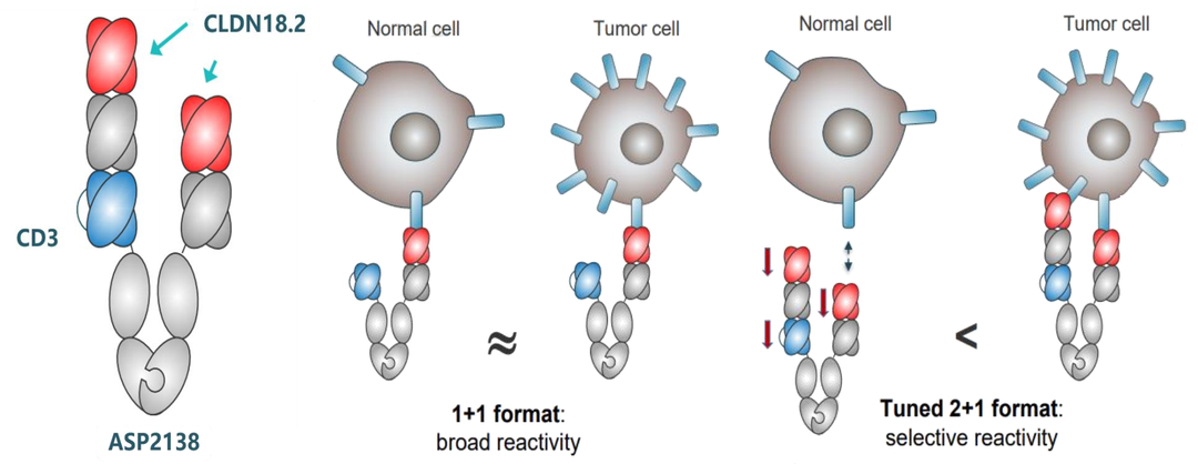 AACR 2023：掌握双抗黄金矿脉，挖呀挖呀挖
