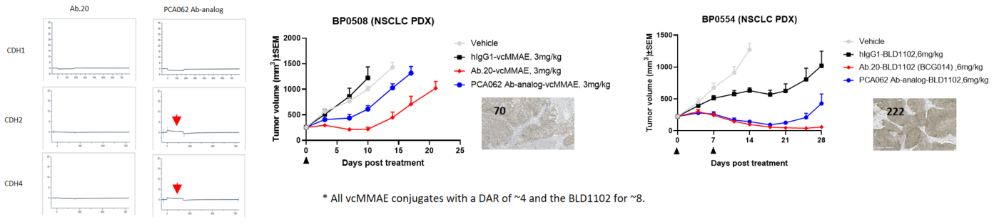 Preclinical CRO, Animal Models & Human Antibodies | Biocytogen