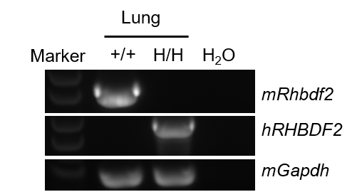 Animal Models & Cell Lines